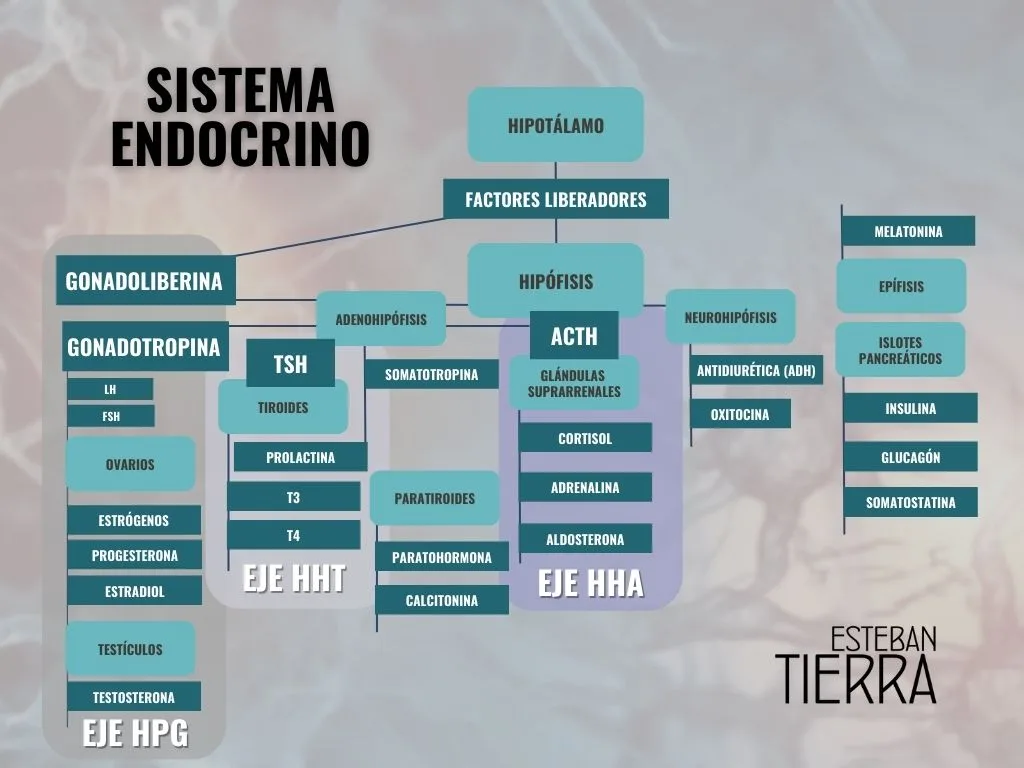 Hormonios Endocrinos Ilustración Vectorial Del Sistema Endocrino.