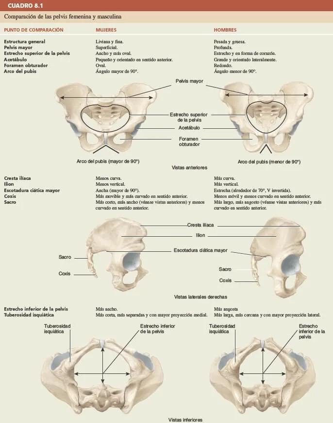 Tipos De Pelvis INERVACIÓN DE LA PARED PÉLVICA | Dolopedia