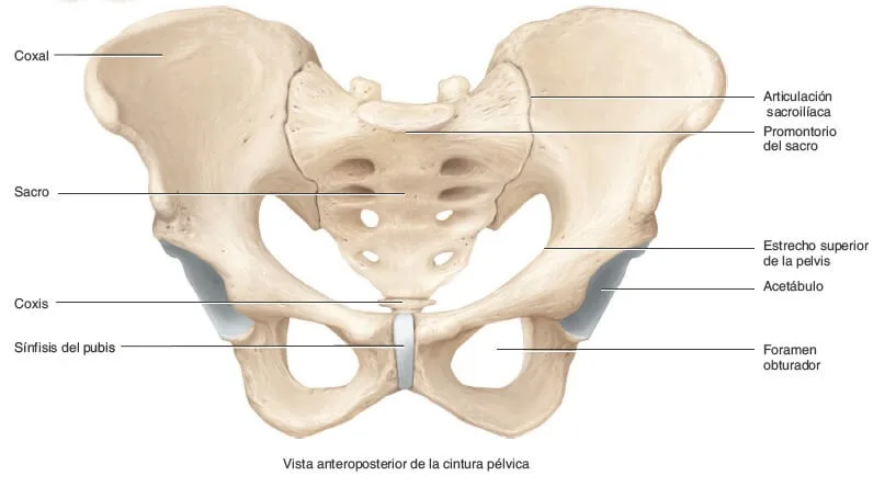 Regiones De Pelvis Masculina Y Hueso De Cadera Etiquetadas Vista