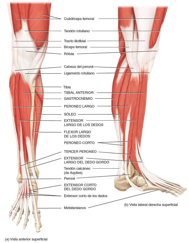 Anatomía Del Aspecto Dorsal Del Pie