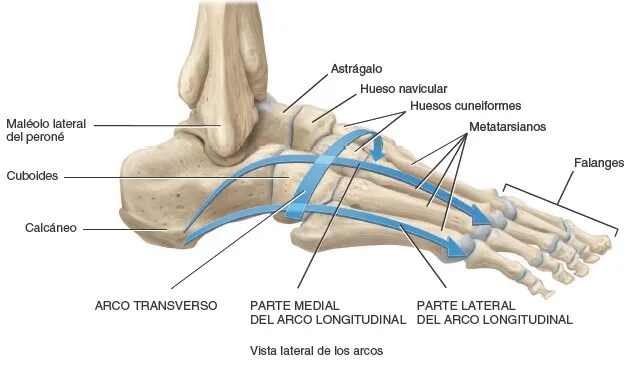 Anatomía Del Aspecto Dorsal Del Pie