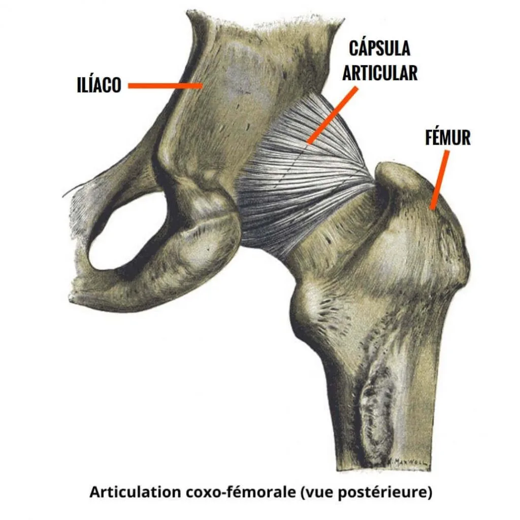 Anatomía De La Zona De La Cadera Anatomia De La Cadera ABC Fichas