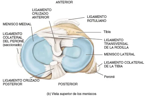 Diagrama De Anatomía De La Rodilla