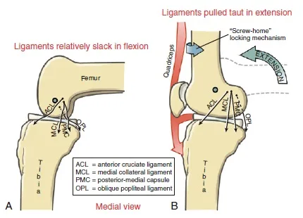 Flexión Medial Lateral De La Rodilla Meniscopatía – MEDS
